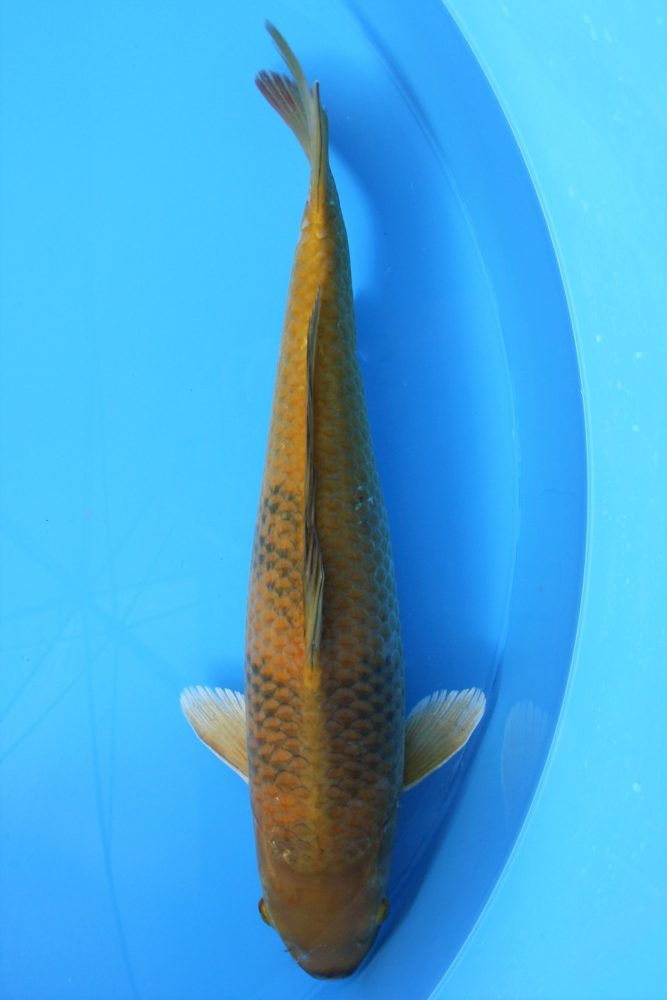 Cha Utsuri 62cm - Koi-Oberschwaben Ihr Spezialist für japanische Koi ...