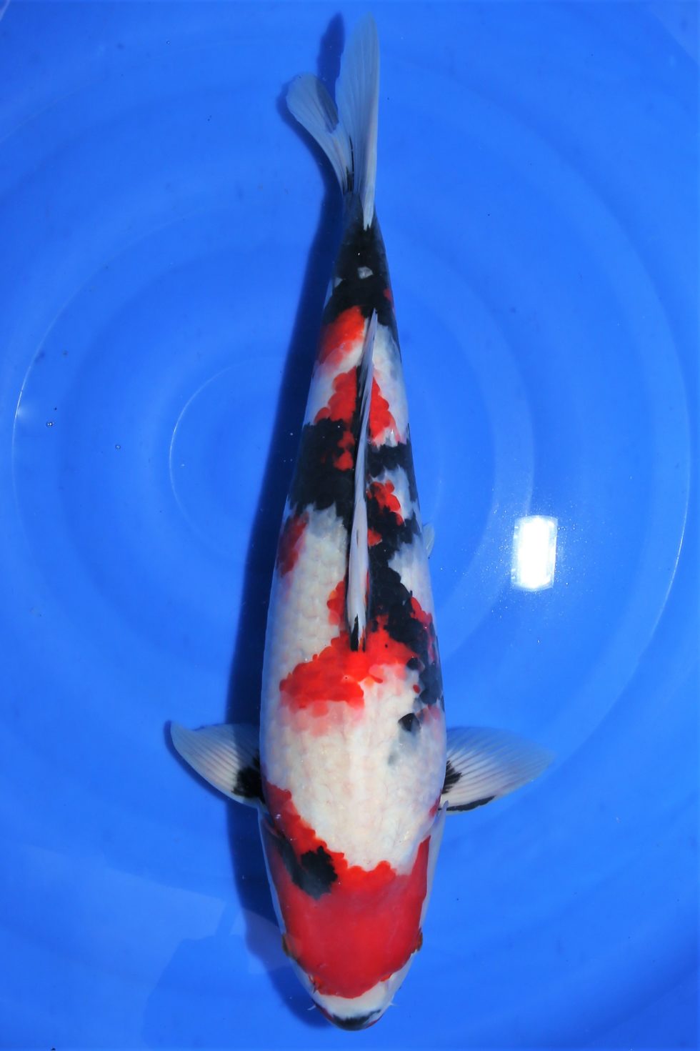 Kindai Showa 51cm - Koi-Oberschwaben Ihr Spezialist für japanische Koi Koifutter