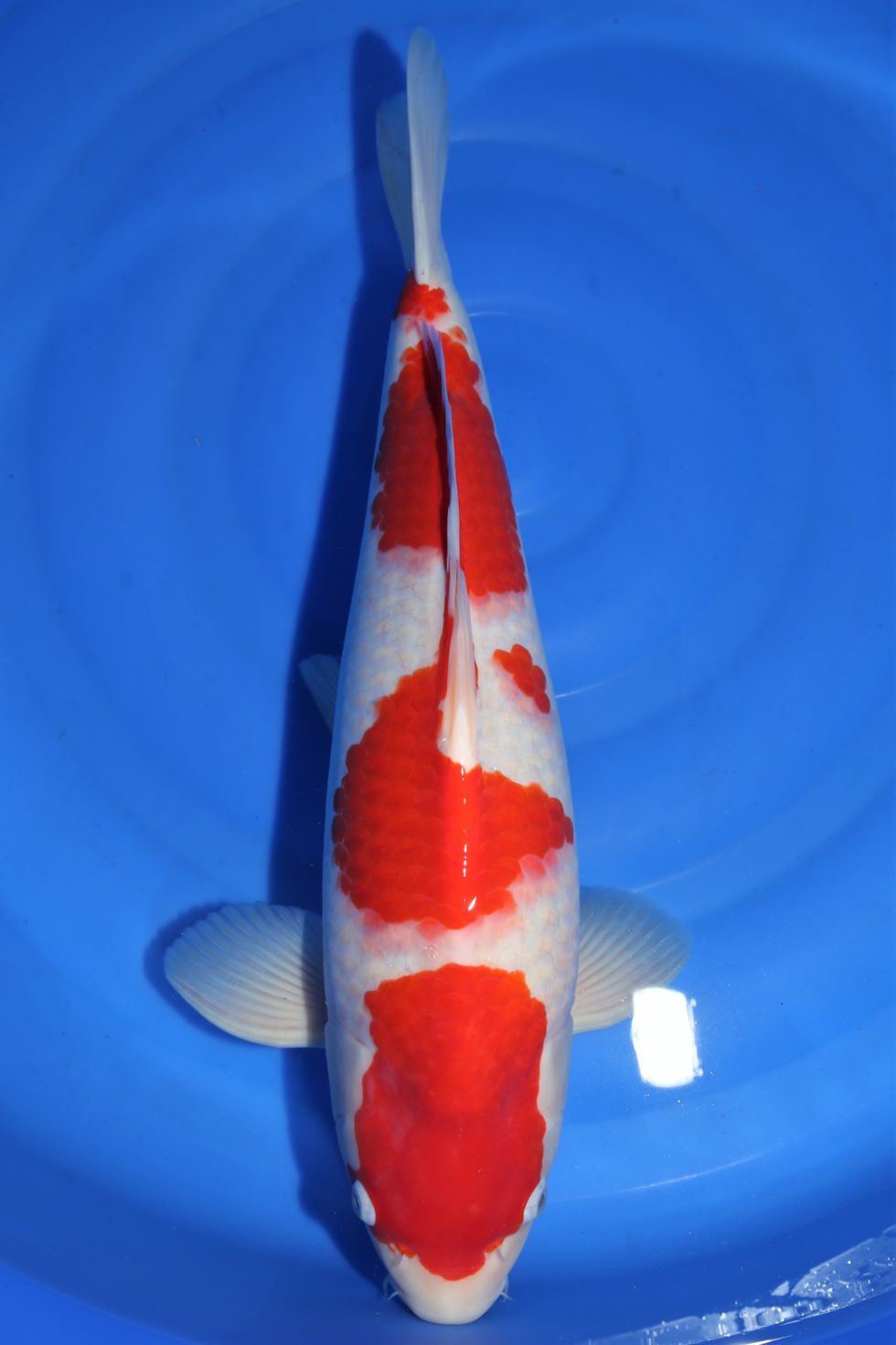 Maruten Kohaku 51cm VHQ - Koi-Oberschwaben Ihr Spezialist für ...