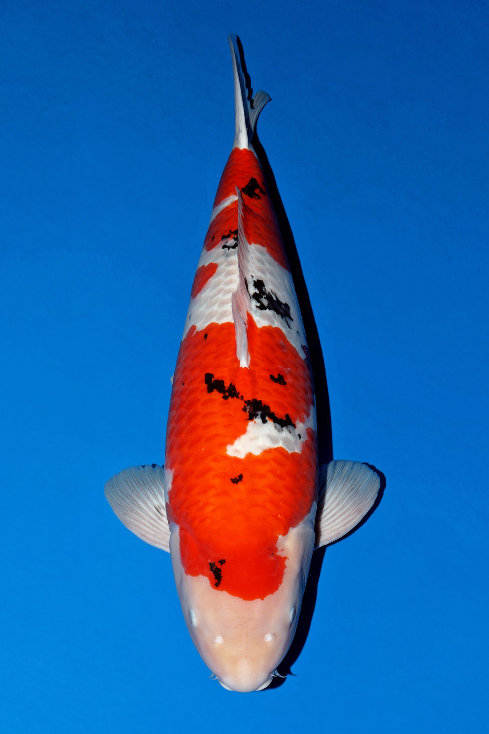 Sanke Momotaro 80cm - Koi-Oberschwaben Ihr Spezialist für japanische Koi Koifutter