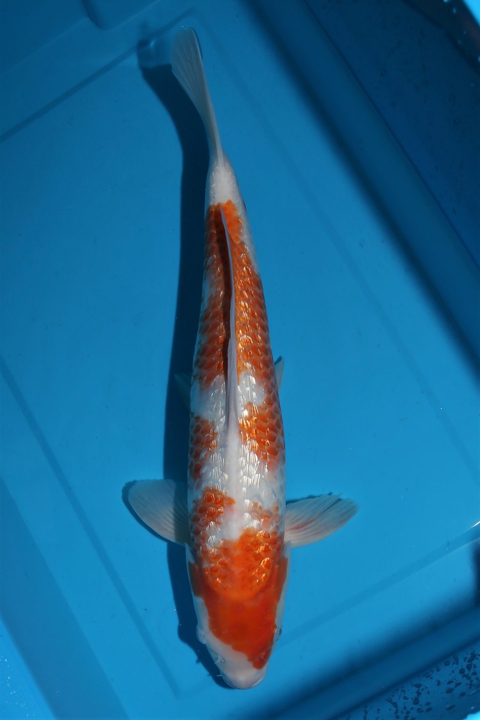 Jumbotosai Ginrin KohakuKawari 42cm - Koi-Oberschwaben Ihr Spezialist für japanische Koi Koifutter